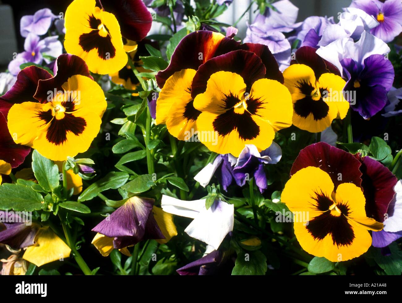 J bright hi-res stock photography and images - Alamy