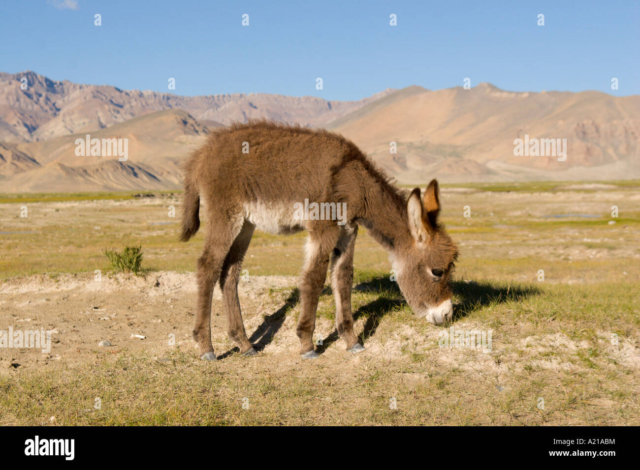 A donkey outside the town of Tingri in Tibet China Stock Photo - Alamy