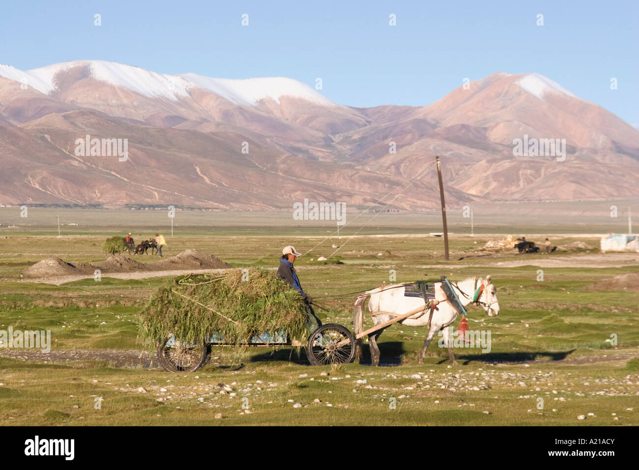 A horse drawn hay wagon in Tingri Tibet Stock Photo - Alamy
