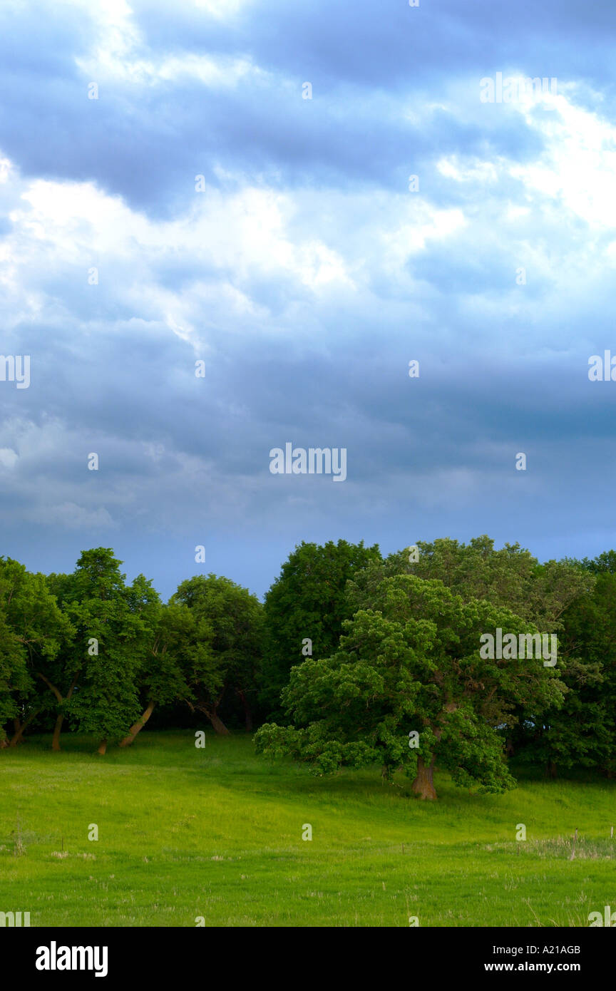 Mature oak trees in mid summer under midwest stormy skies. near ...