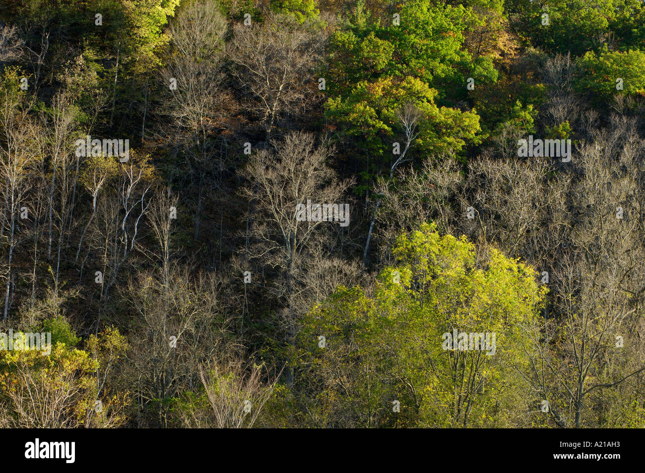 Trees on hillside at Whitewater State Park in early autumn Minnesota ...