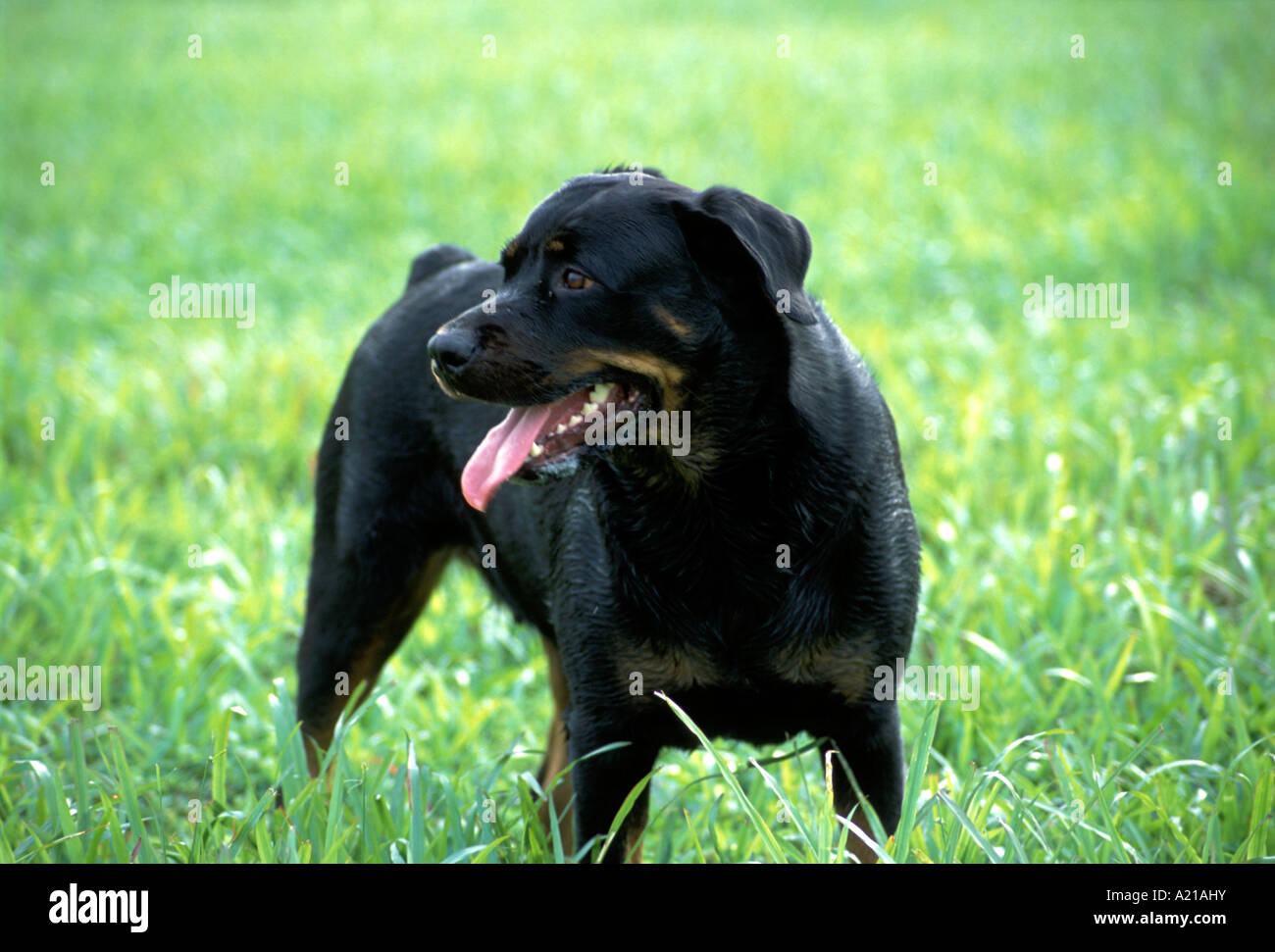Black dog grass field walking playing rottweiler animal hi-res stock ...