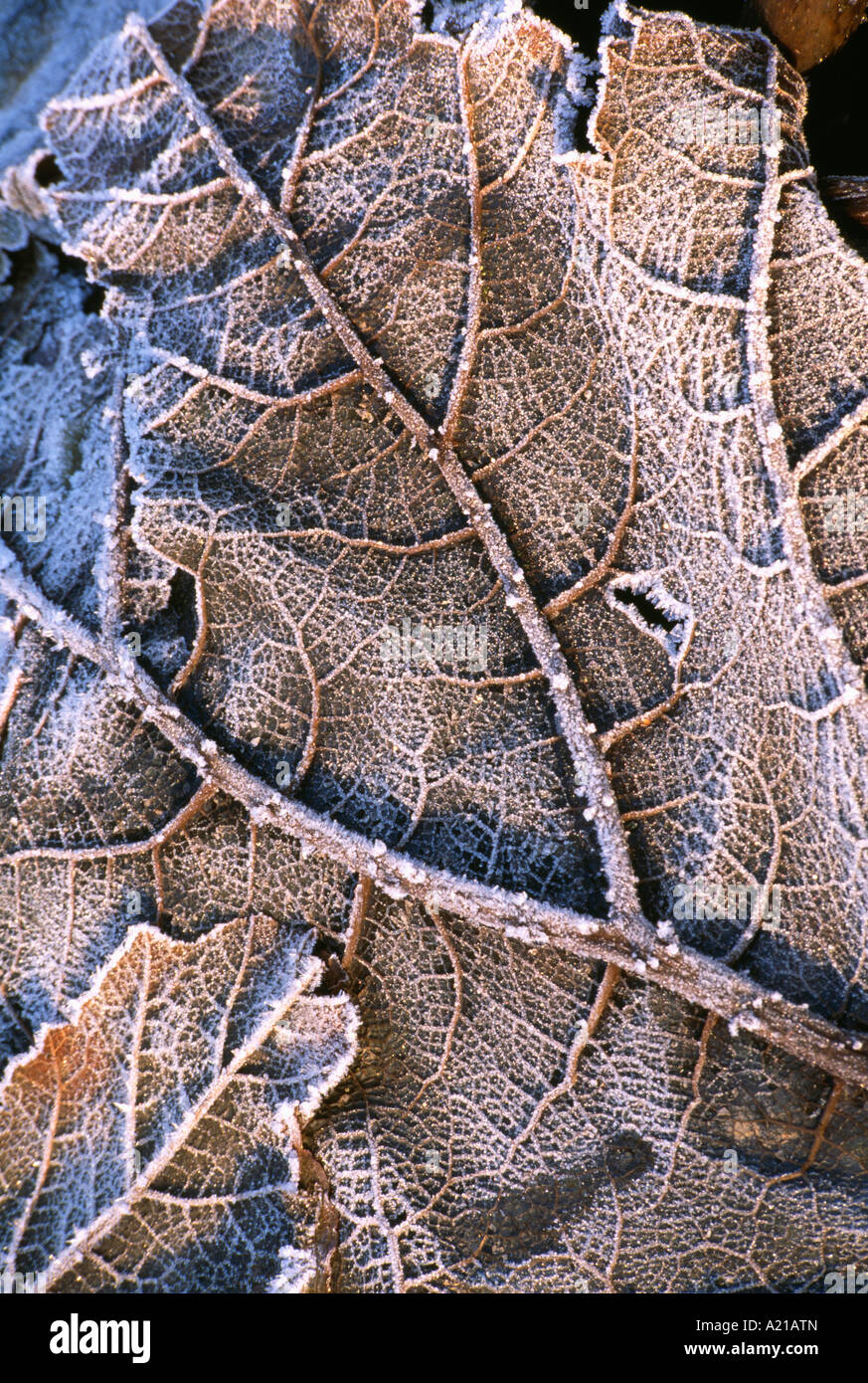 Frosted leaf hi-res stock photography and images - Alamy