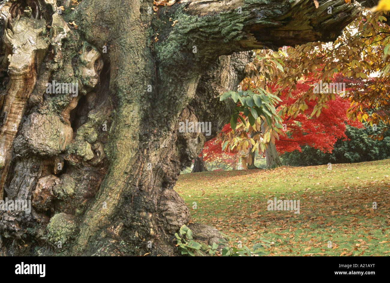 Large knarled tree in country garden Stock Photo - Alamy