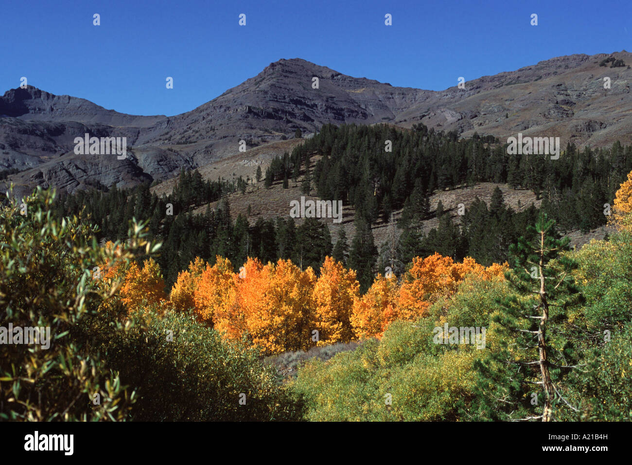 Aspen tree fresh green hi-res stock photography and images - Alamy