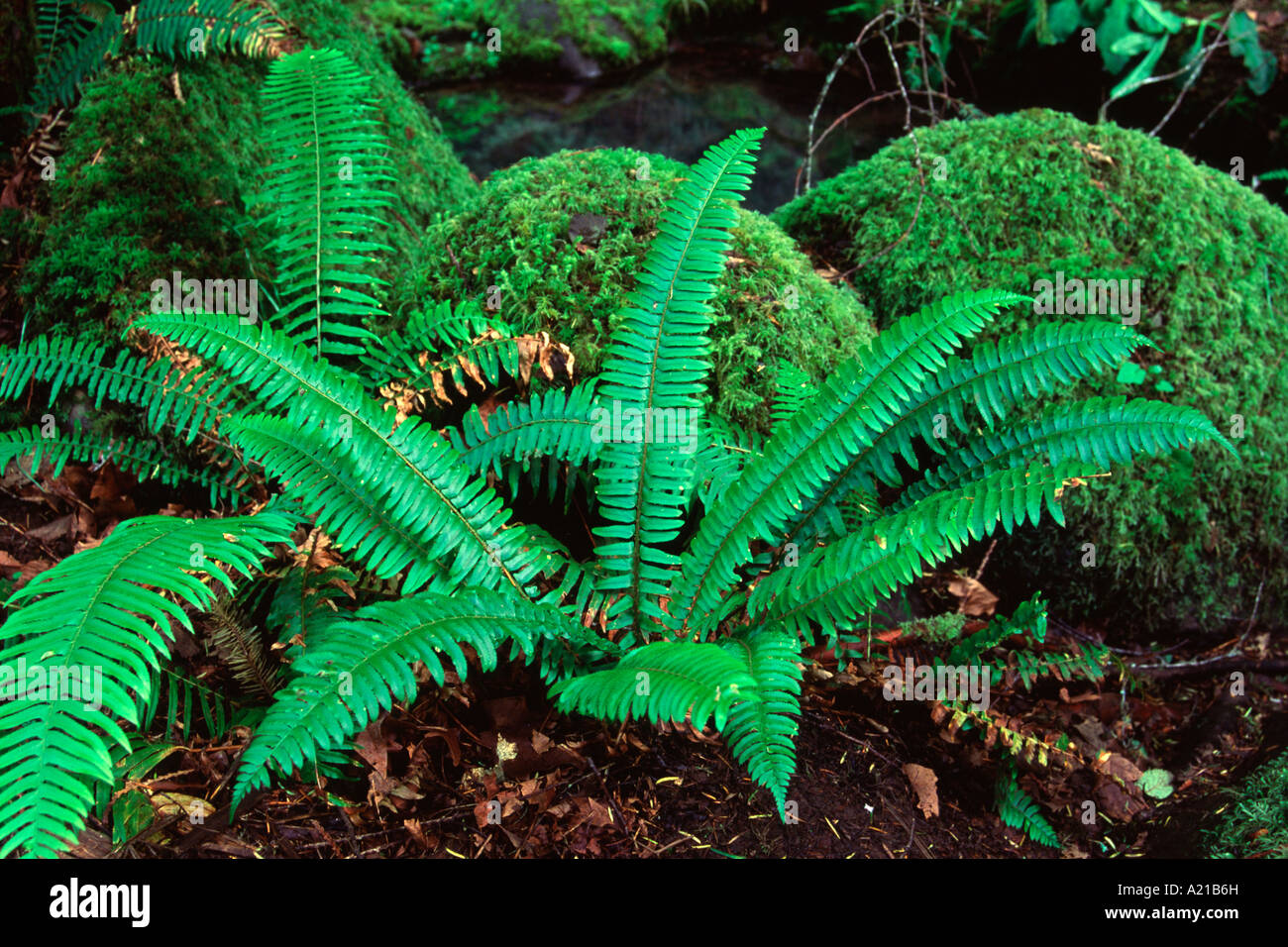 A fern in an old growth forest in the Mount Hood National Forest in ...