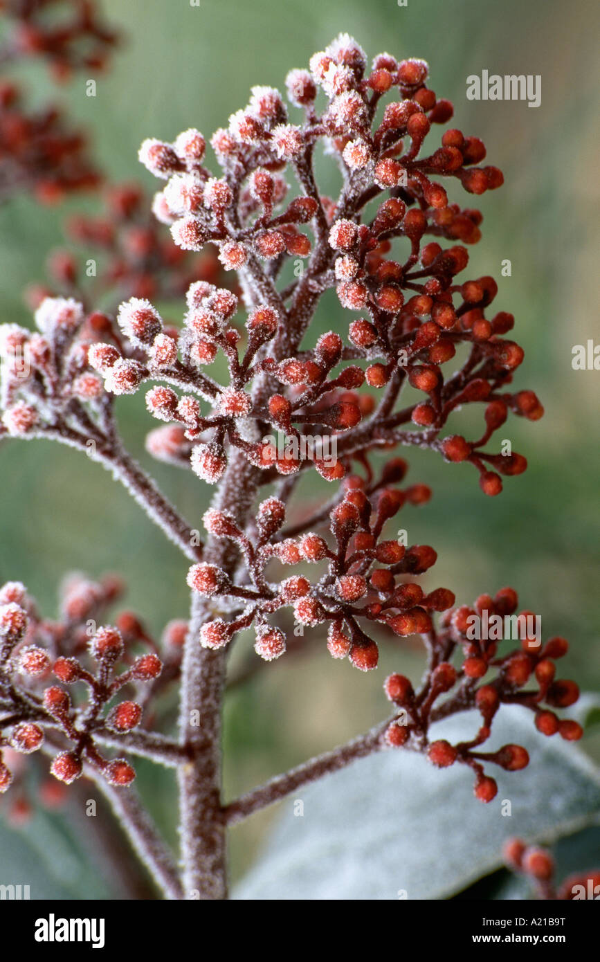 Close-up of flowering shrub in winter Stock Photo - Alamy