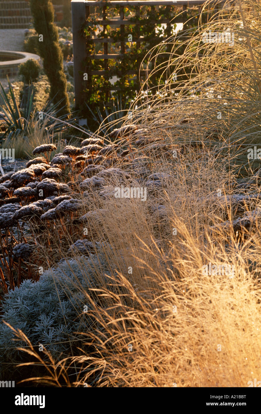 Grasses and Sedum in Autumn country garden borders Stock Photo - Alamy