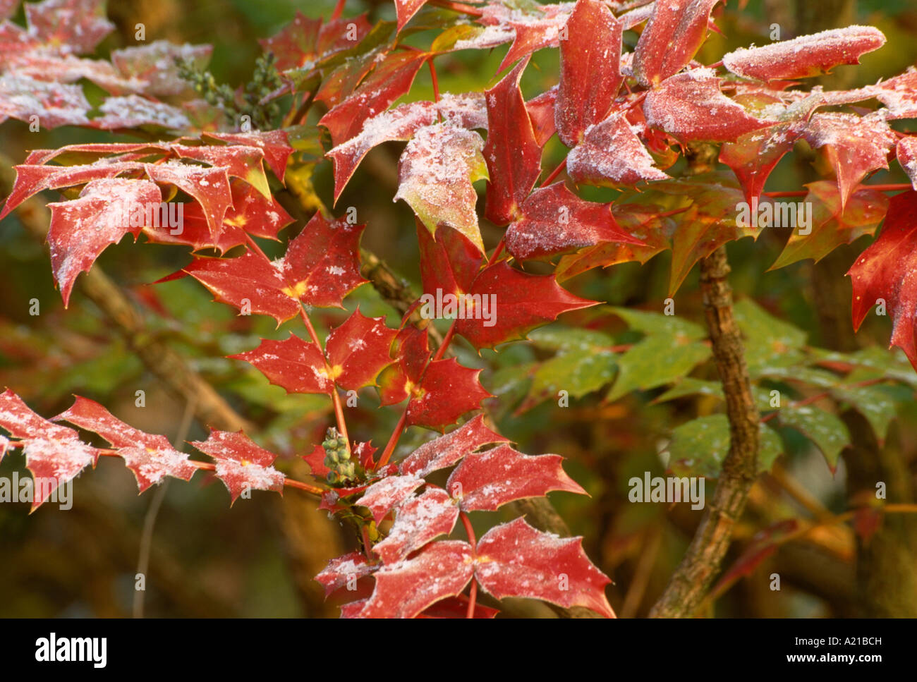 Close-up of red Mahonia leaves in Autumn Stock Photo - Alamy