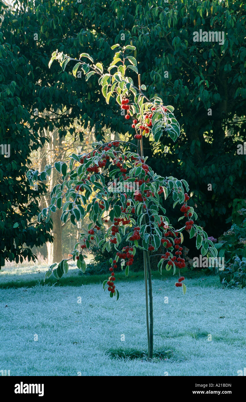 Small Prunus tree on frosty lawn Stock Photo - Alamy