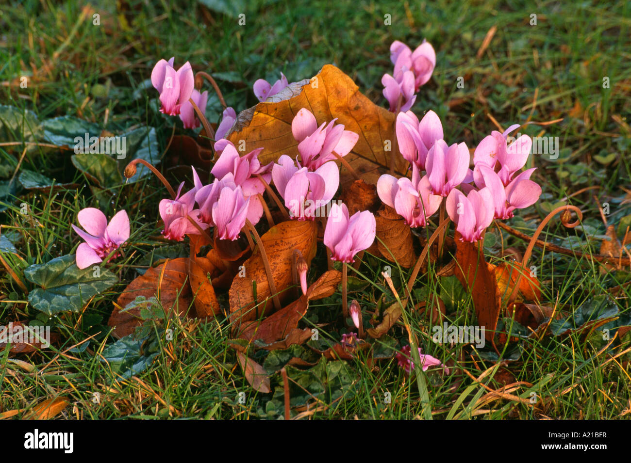 Close-up of pink Cyclamen Stock Photo - Alamy
