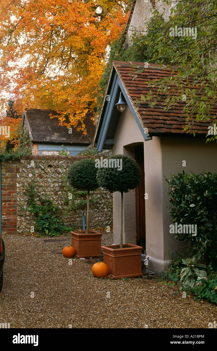 Clipped bay trees in planters outside porch with halloween pumpkins on ...