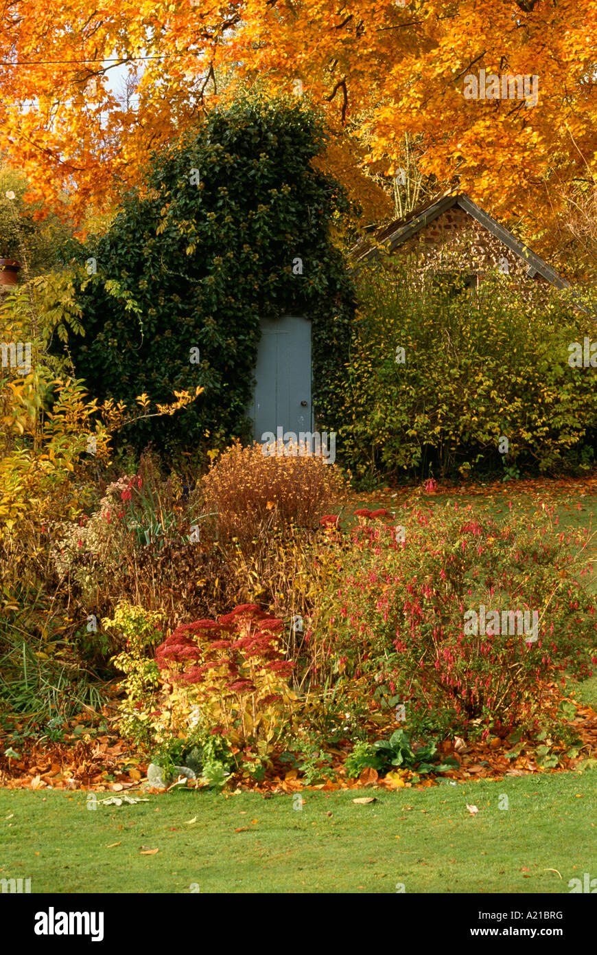Autumn garden with ivy-covered brick outbuilding and golden Fagus Stock ...
