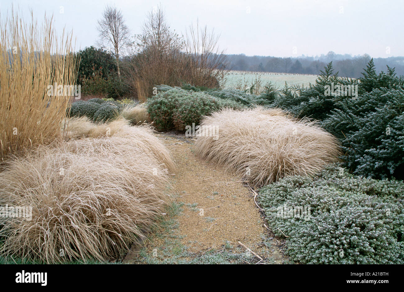 Gravel path between borders of frosted grasses and Hebe in Winter ...