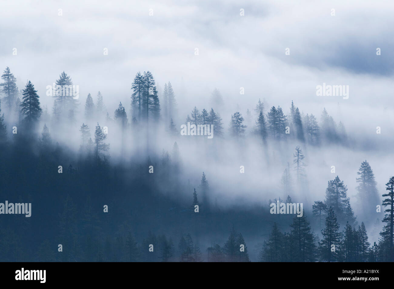 Trees in fog at Donner Lake in California Stock Photo - Alamy