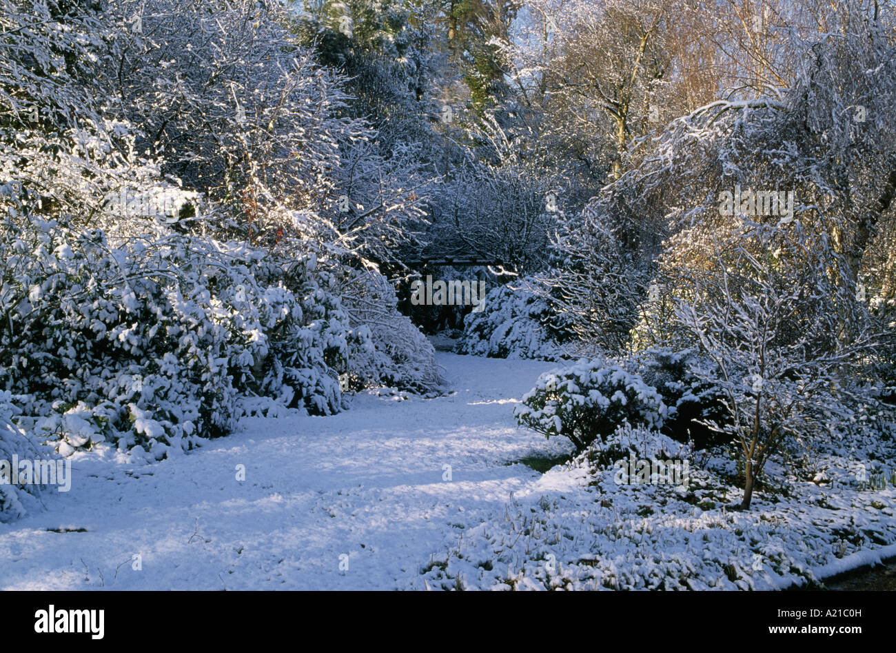 Snowy garden path through large woodland Winter garden Stock Photo - Alamy