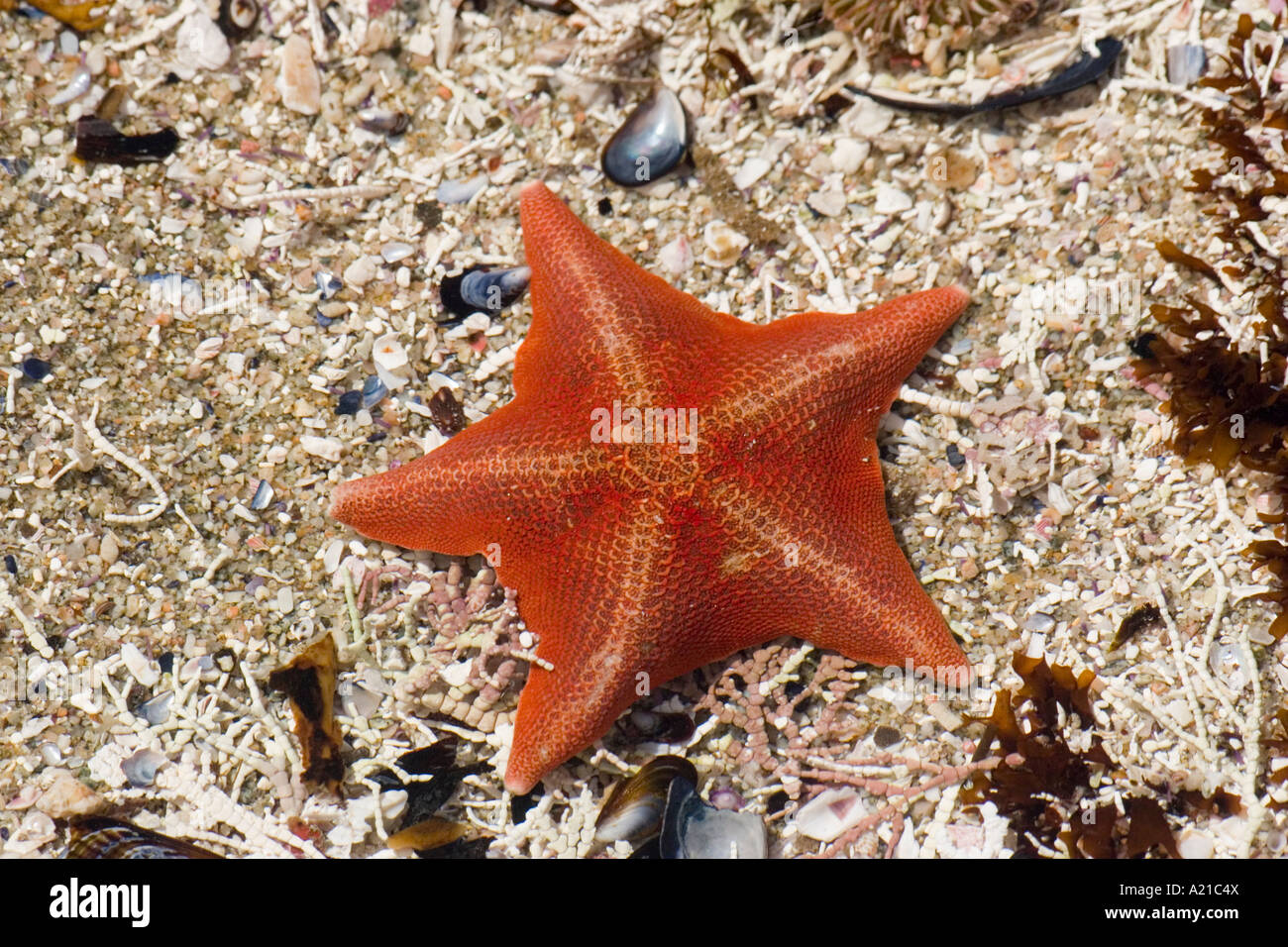 A red starfish in a tide pool in Garipotta State Park in California ...