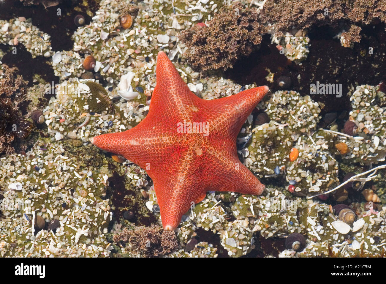 A red starfish in a tide pool in Garipotta State Park in California ...