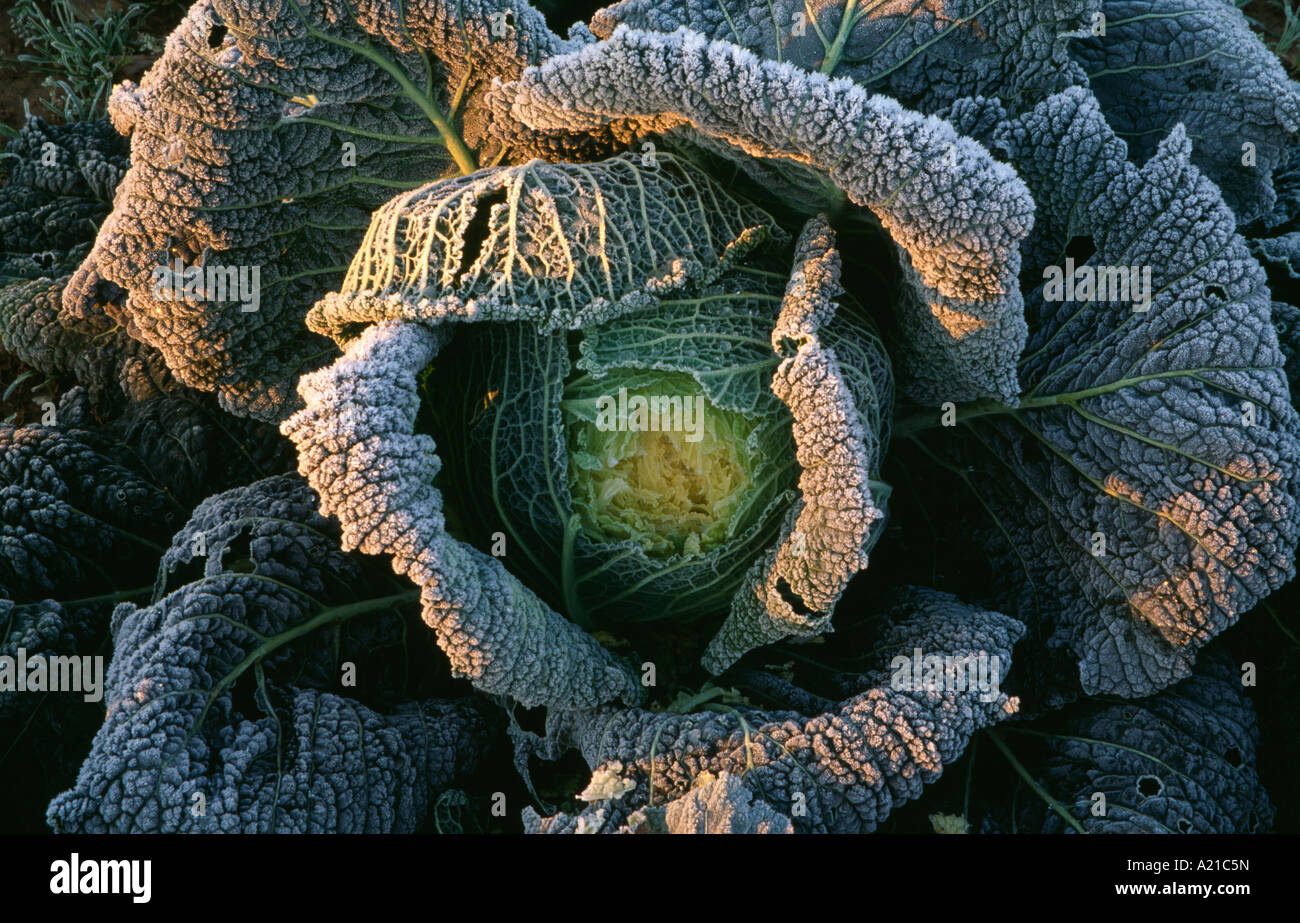 Close-up of frosted winter cabbage Stock Photo - Alamy