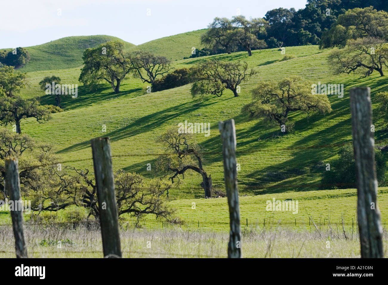 Oak trees on a green hillside pasture near Gilmore California Stock ...