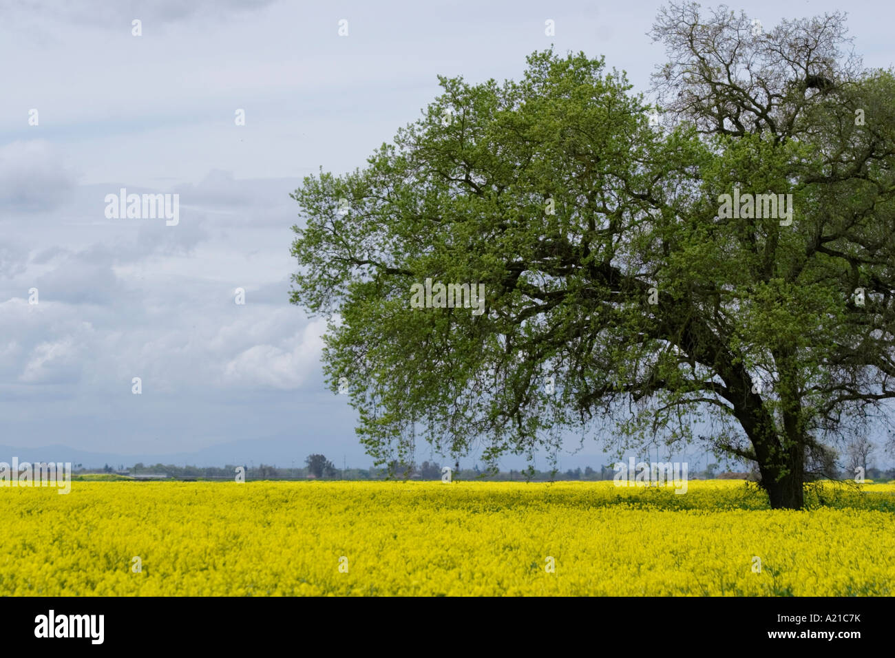 Mustard Seed Tree Size