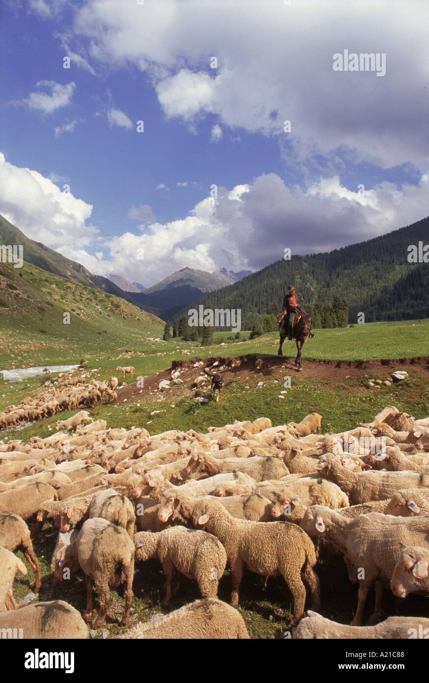 Shepherd on horse with a dog and flock of sheep post Dzhety Oguz near ...