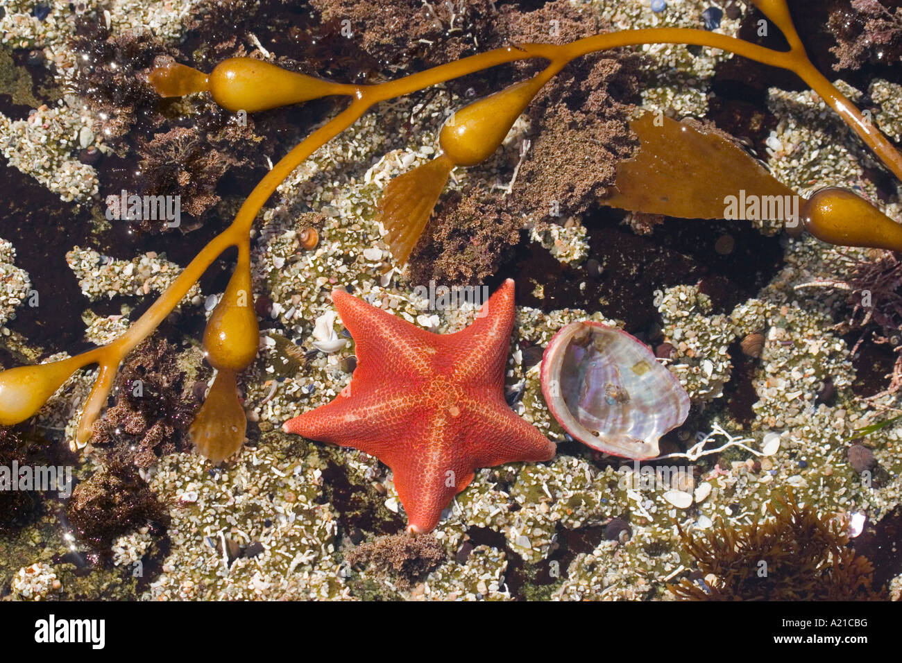 A red starfish in a tide pool in Garipotta State Park in California ...