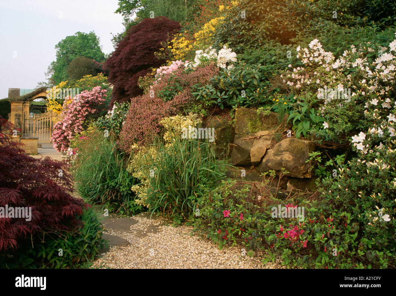 Path through hillside Azaleas Stock Photo - Alamy