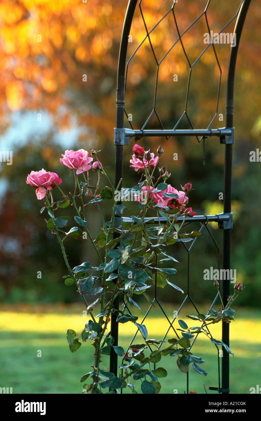 Close-up of metal arch with pink rose Stock Photo - Alamy