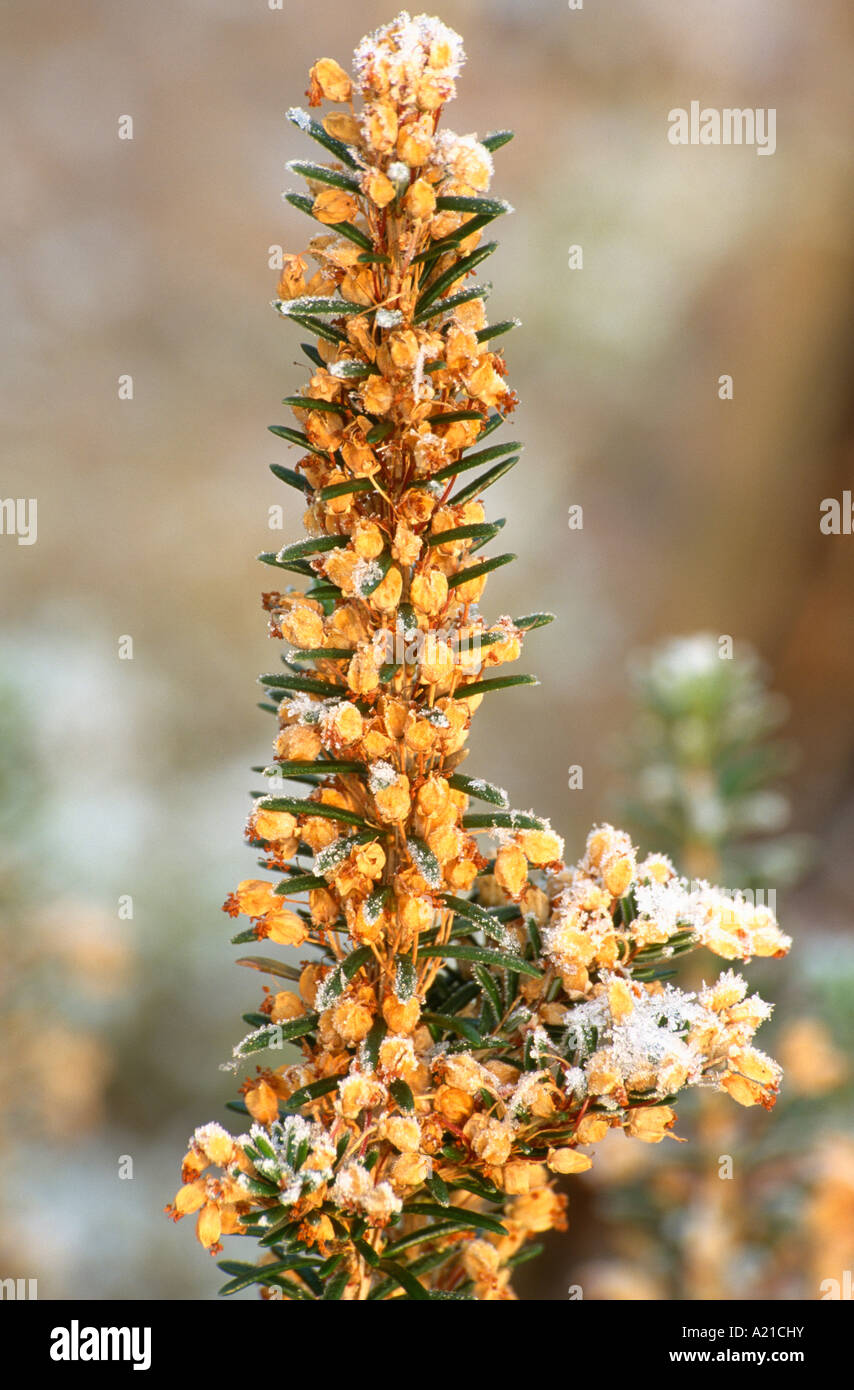 Plants ulex hi-res stock photography and images - Alamy