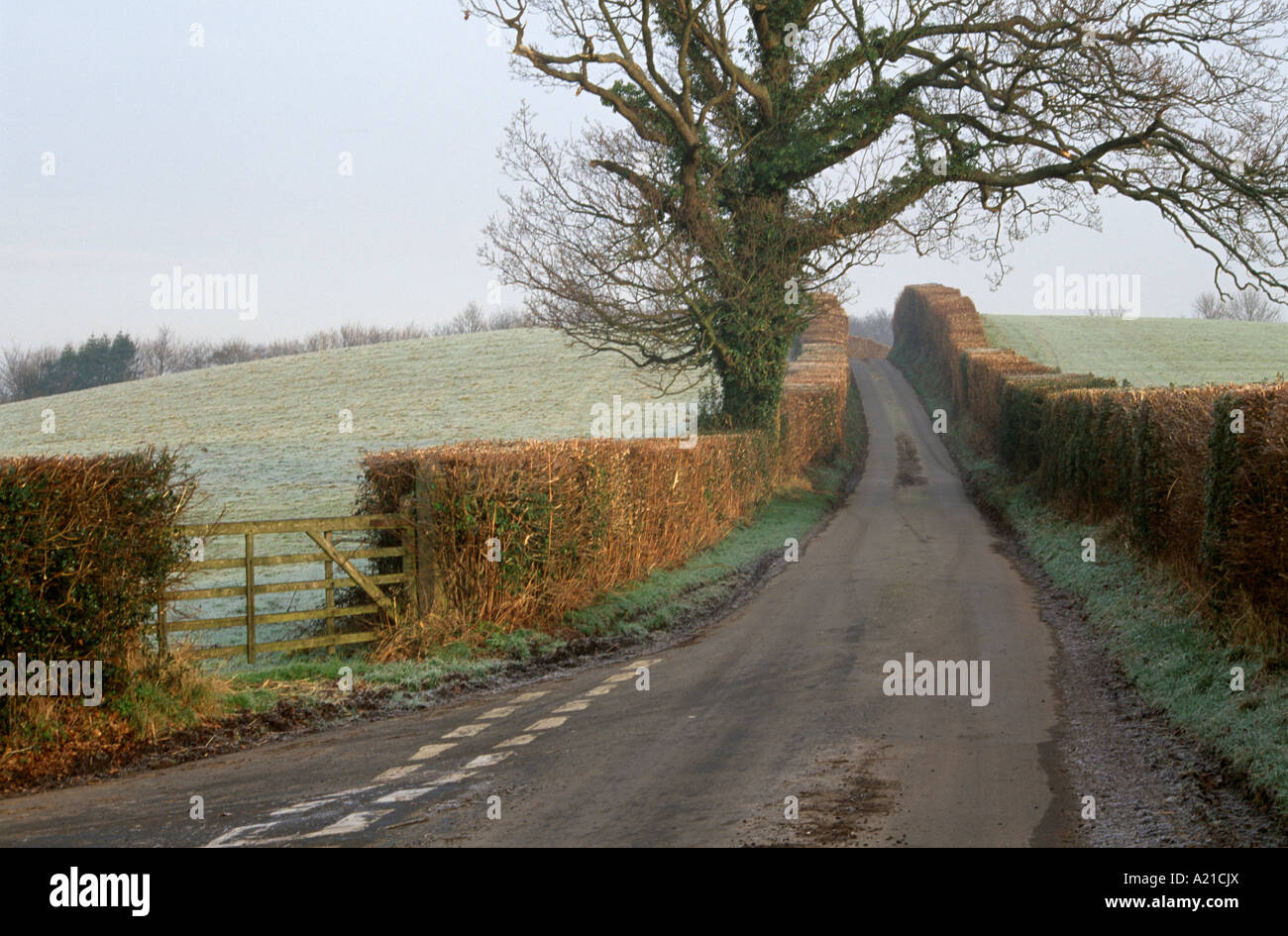 Country road between hedge with large tree in England in late Autumn ...