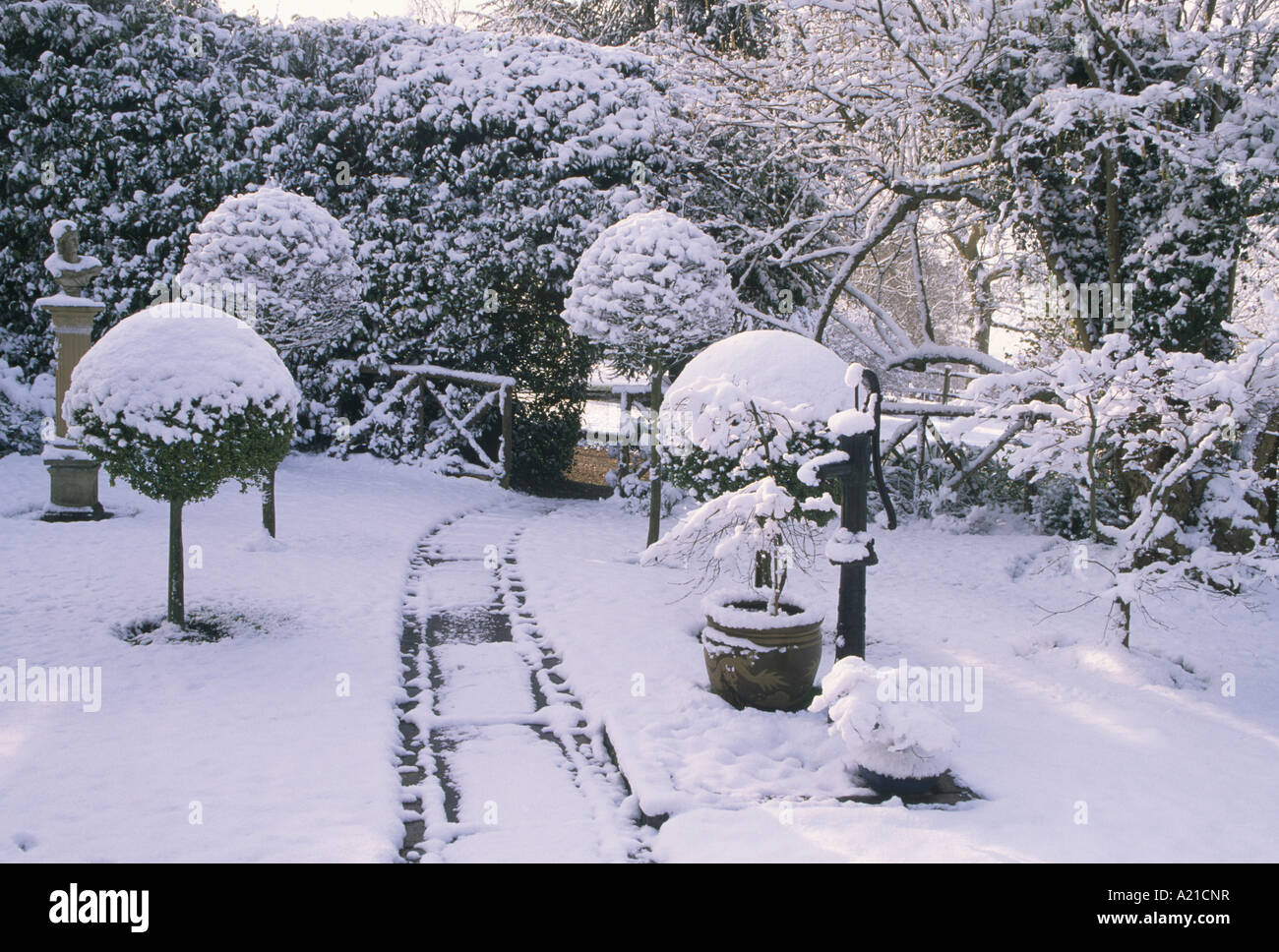 Path and clipped topiary trees in snowy winter garden Stock Photo - Alamy