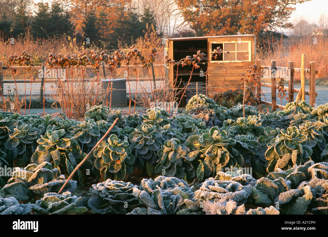 Shed in frosted vegetable garden Stock Photo - Alamy