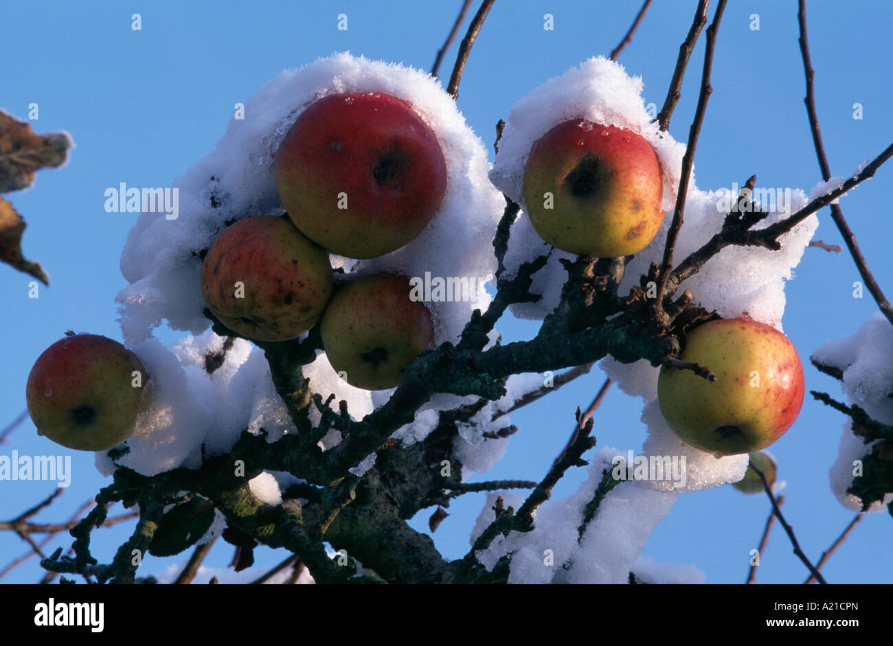 Close-up snow-covered apples Stock Photo - Alamy