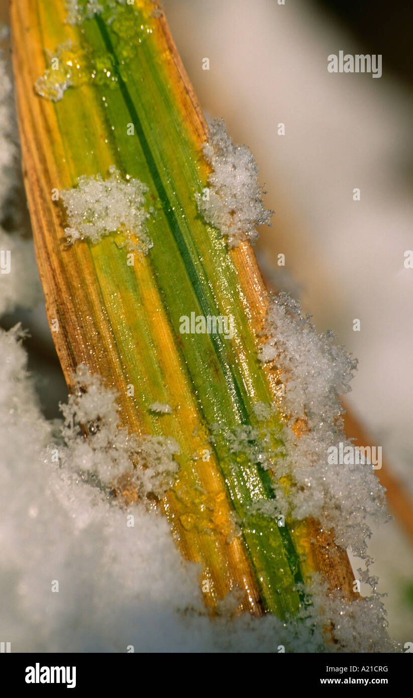 Close up of frosted leaf Stock Photo - Alamy