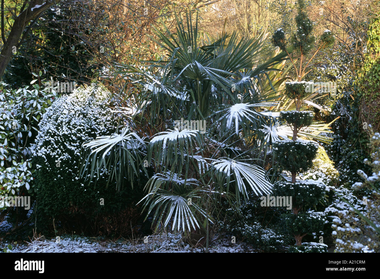 Palms and conifer topiary in frosty winter garden Stock Photo - Alamy