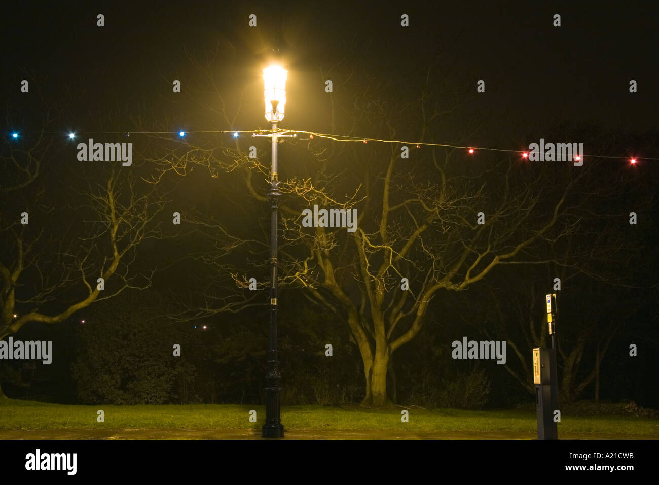 Seaside lights lighting up trees at night in the winter after the rain ...