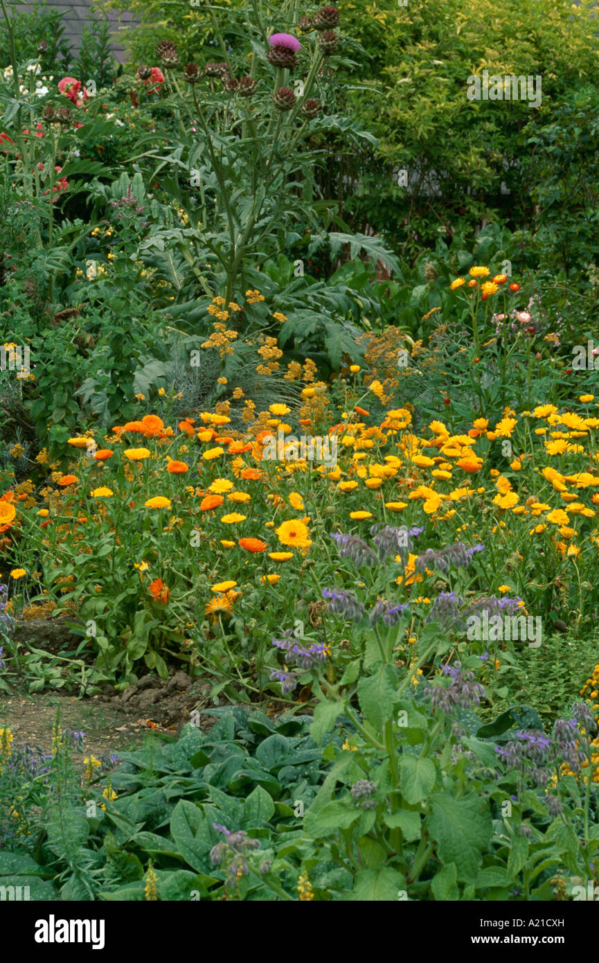 Blue borage and yellow Marigold in summer garden Stock Photo - Alamy