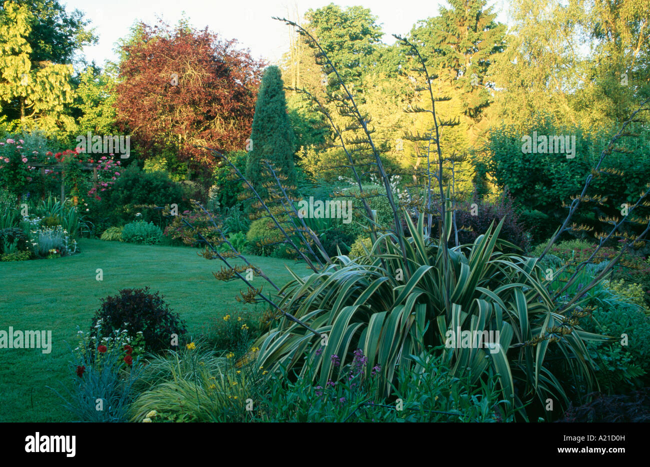 Large Agave in shady garden border Stock Photo - Alamy