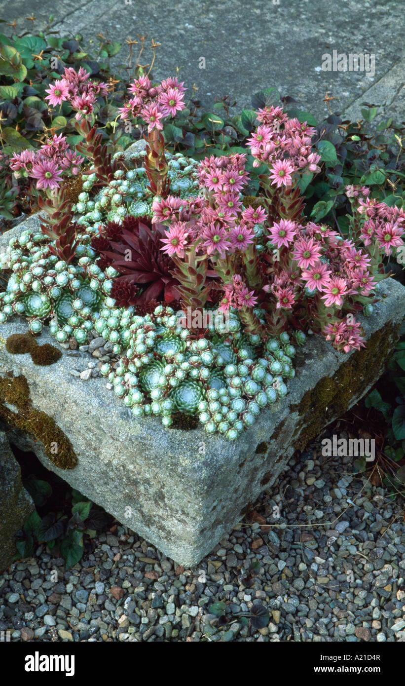 Close-up of pink Sedum Sempervivum in stone trough planter Stock Photo ...