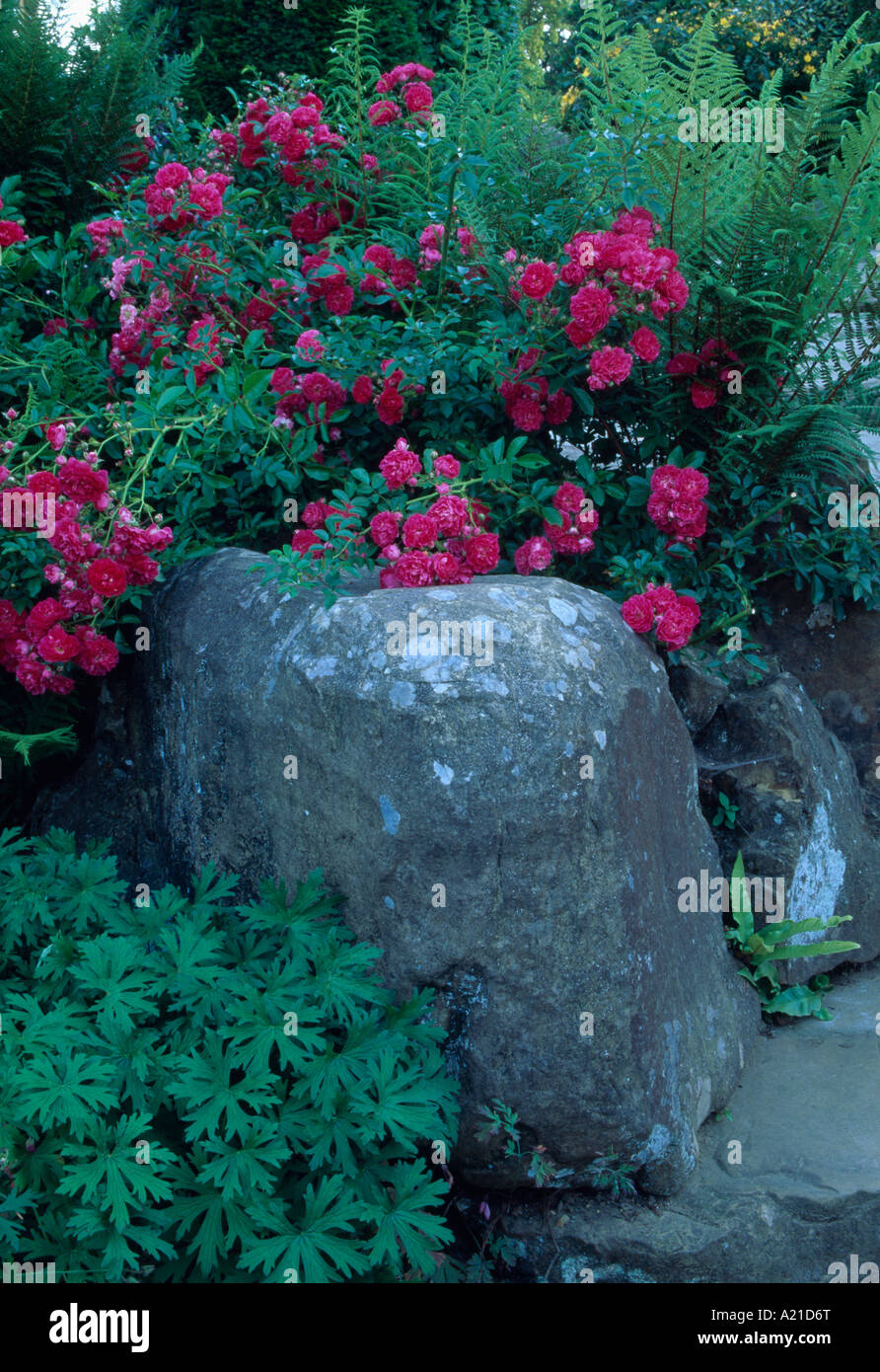 Ferns and red rose growing over boulder Stock Photo - Alamy