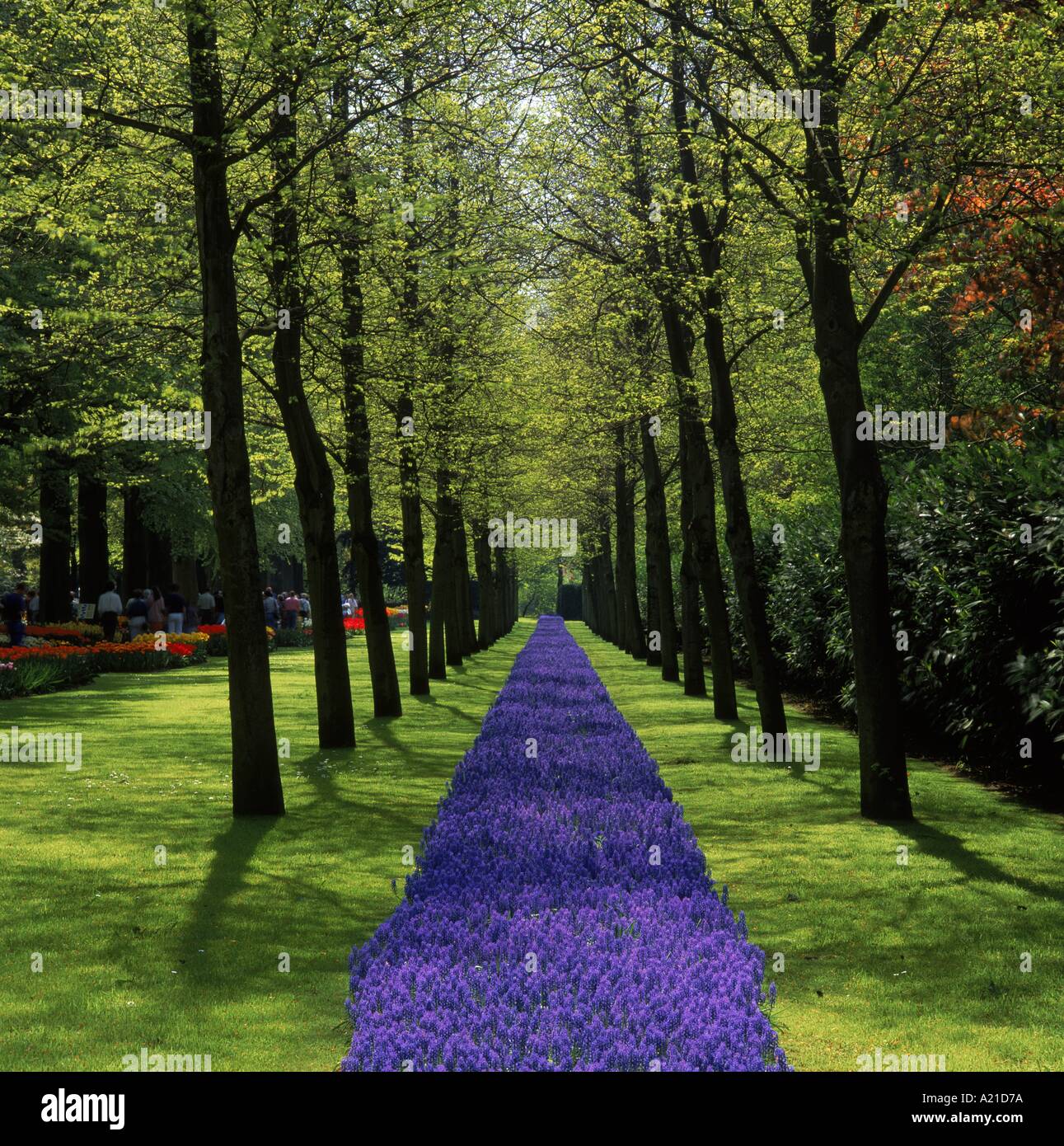 Avenue trees in netherlands hi-res stock photography and images - Alamy