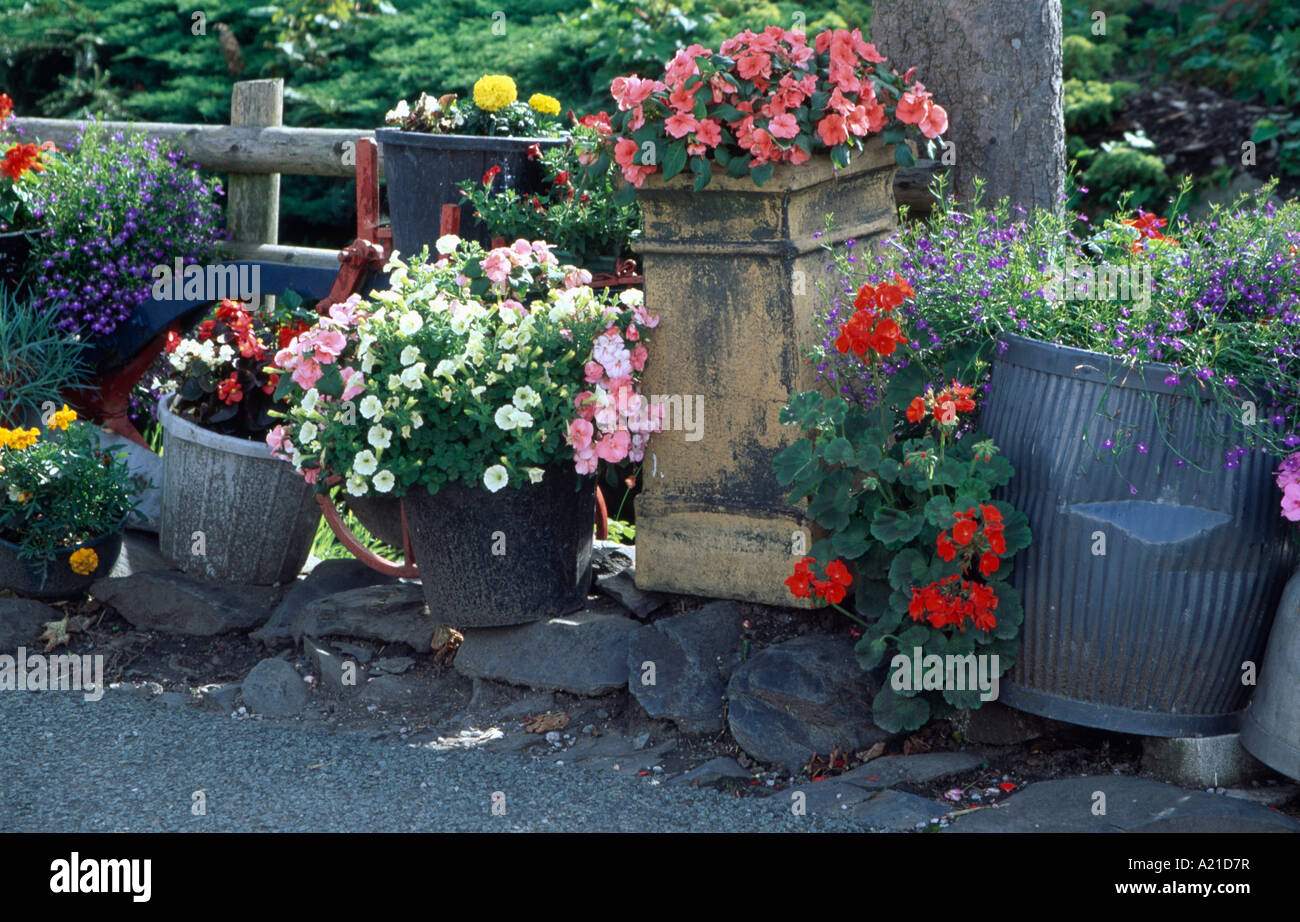 Pink impatiens in reclaimed chimney pot with red pelargonium and white ...