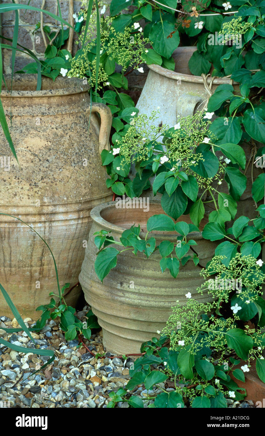 Close-up of terracotta pithoi pots with white Hydrangea Petiolaris ...