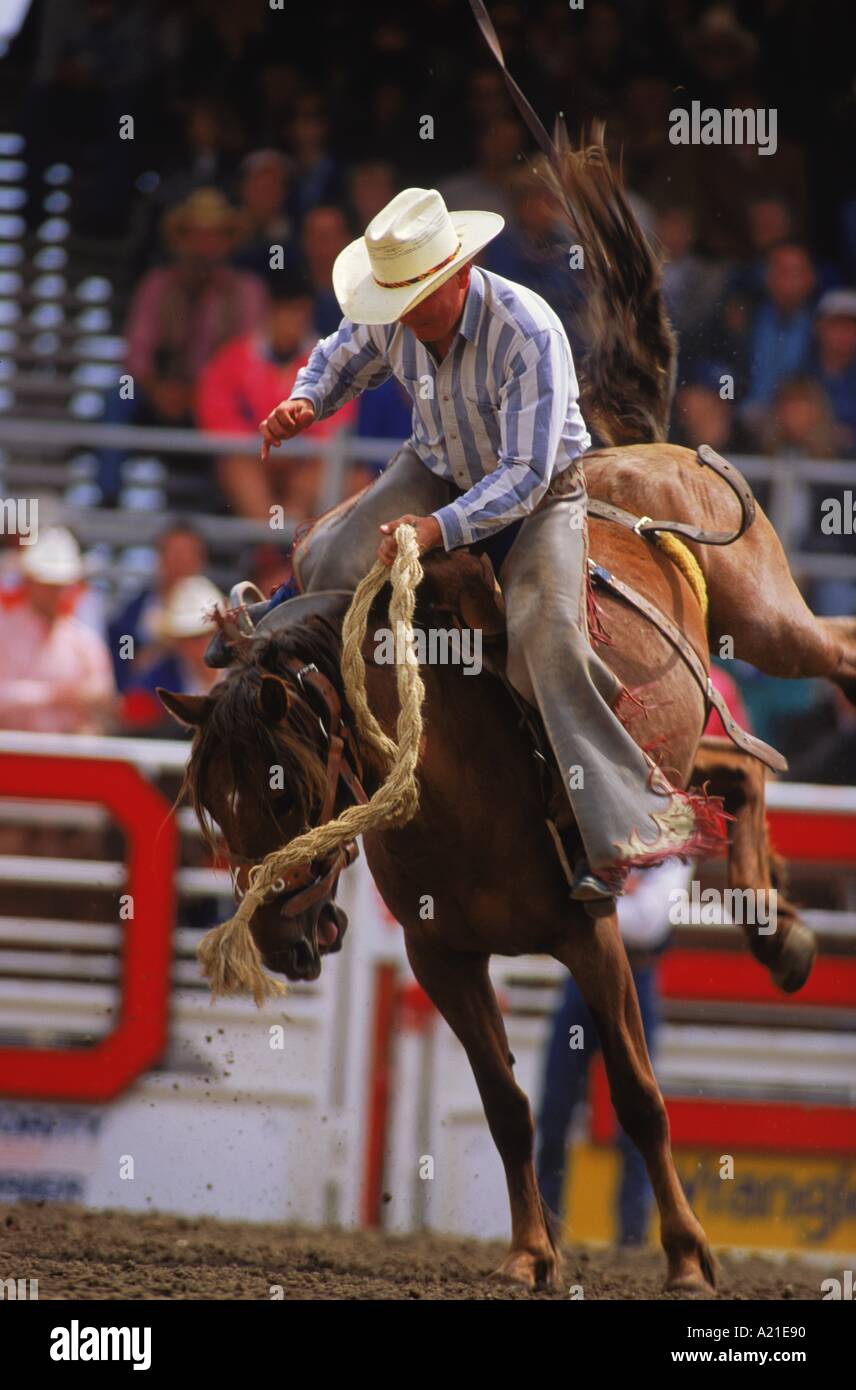Horse and rider Saddle Bronc during the Calgary Exhibition and Stampede ...