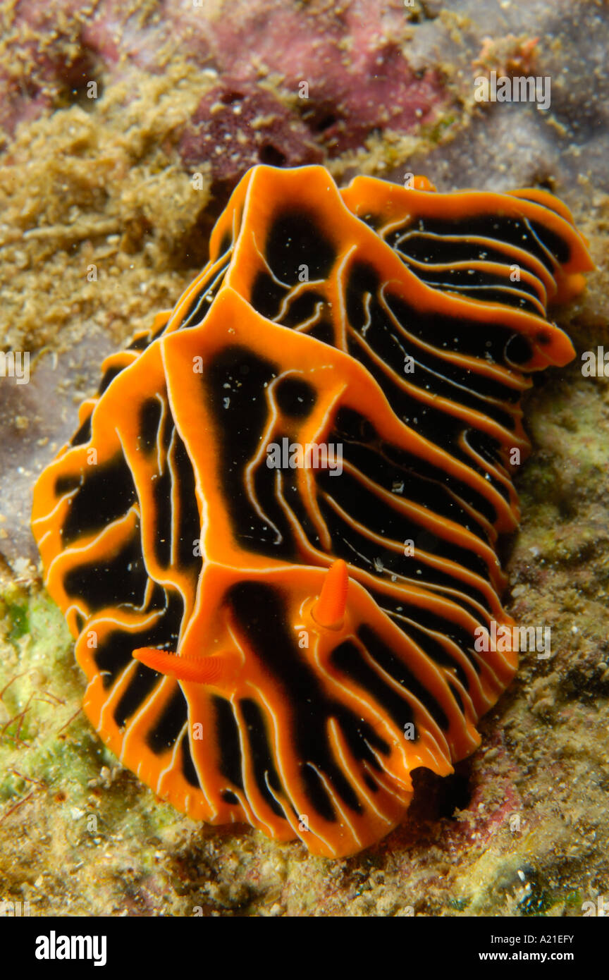 Striped nudibranch hi-res stock photography and images - Alamy