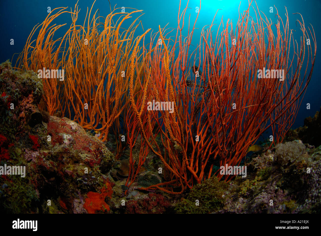 Different Color Sea Whip