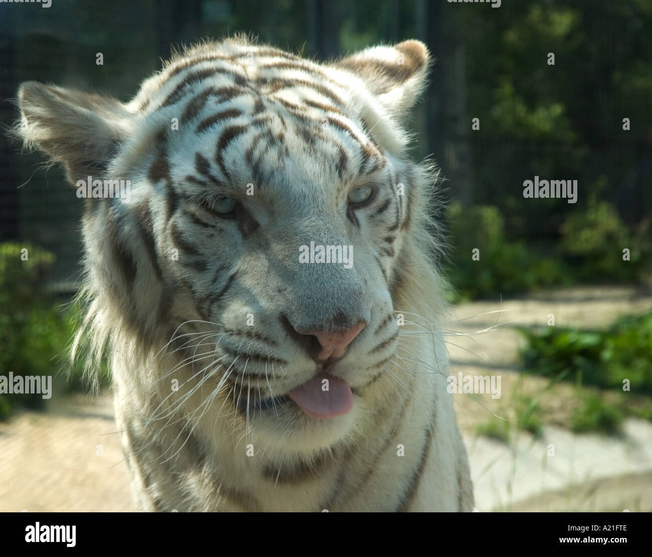 Mutant tiger hi-res stock photography and images - Alamy