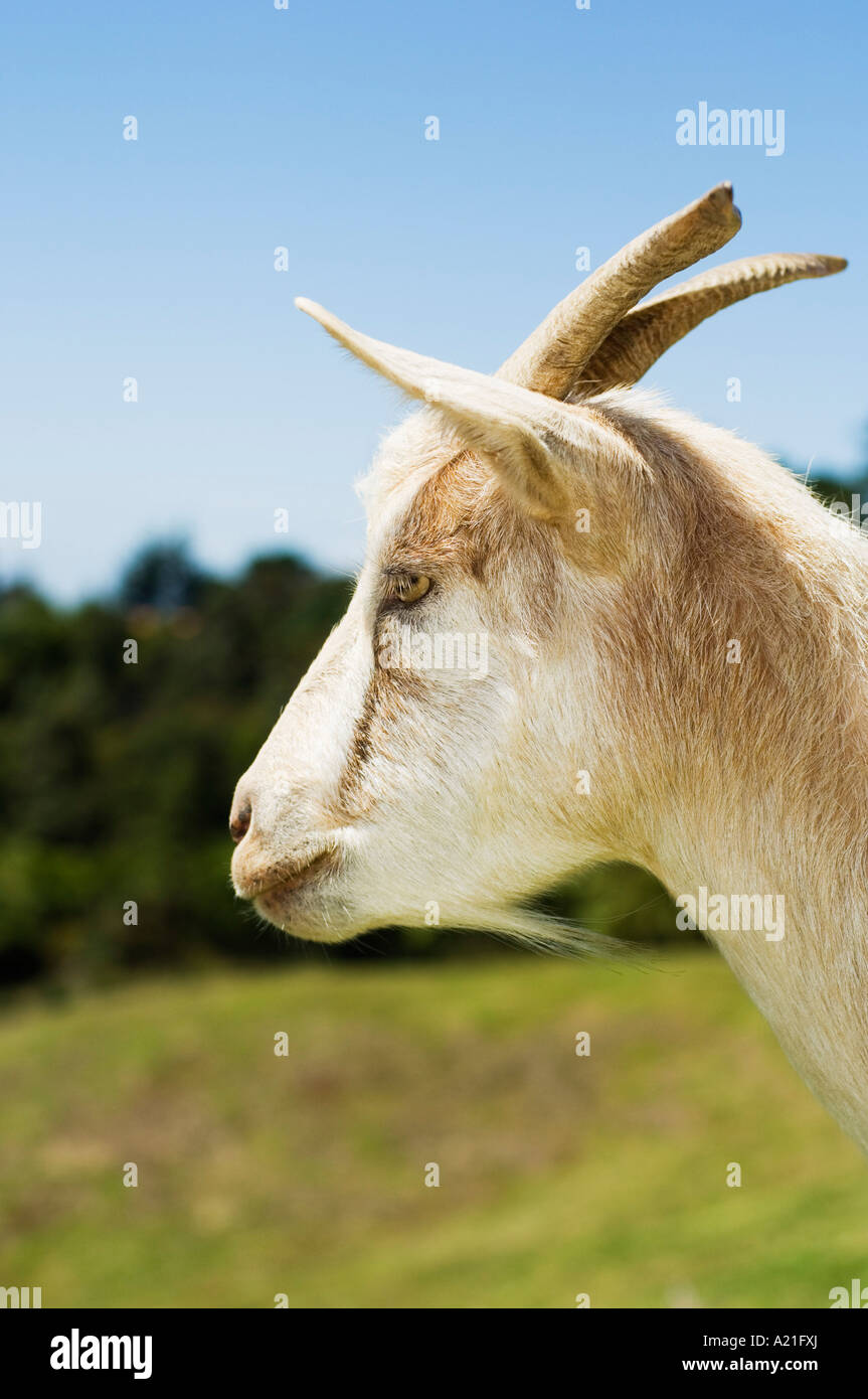 Goat Side Profile High Resolution Stock Photography and Images - Alamy