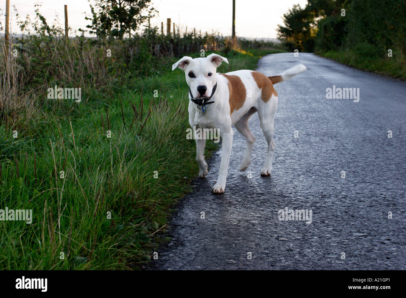 Best Dog Walking Places In Hampshire at Ruth Flaherty blog